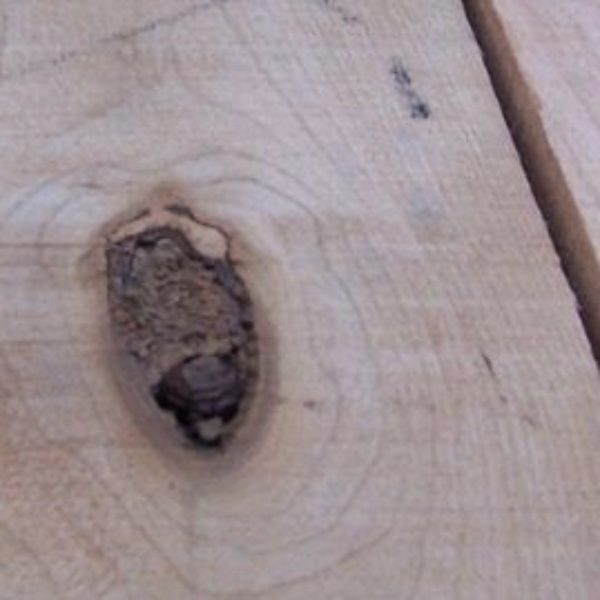 NHLA Hardwood Lumber Grading Overview & Its Limitations